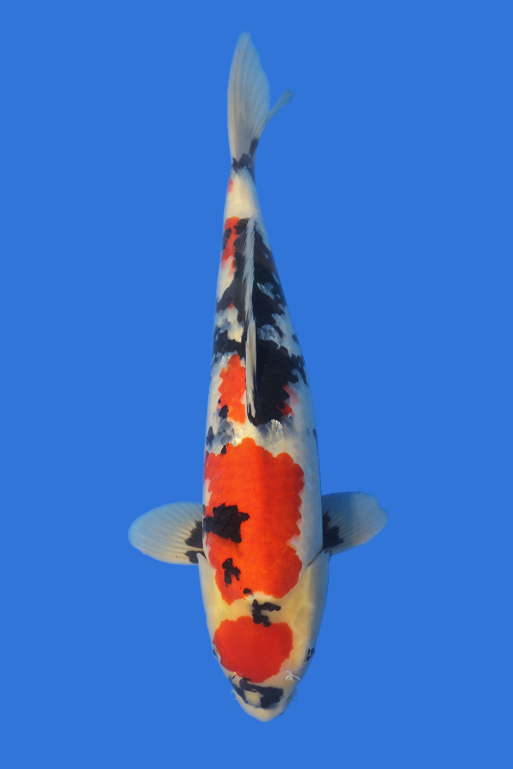 Maruten Showa - Grand Koi, LLC