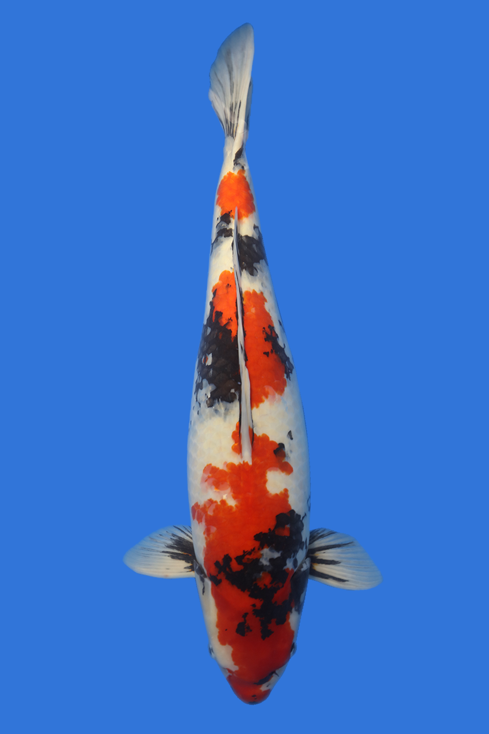 Showa - Grand Koi, LLC