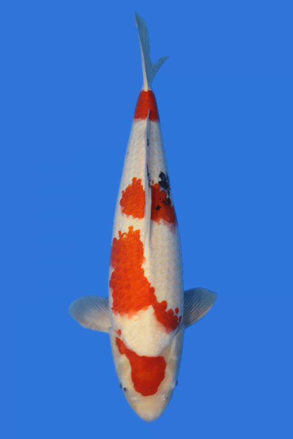 Sanke - Grand Koi, LLC