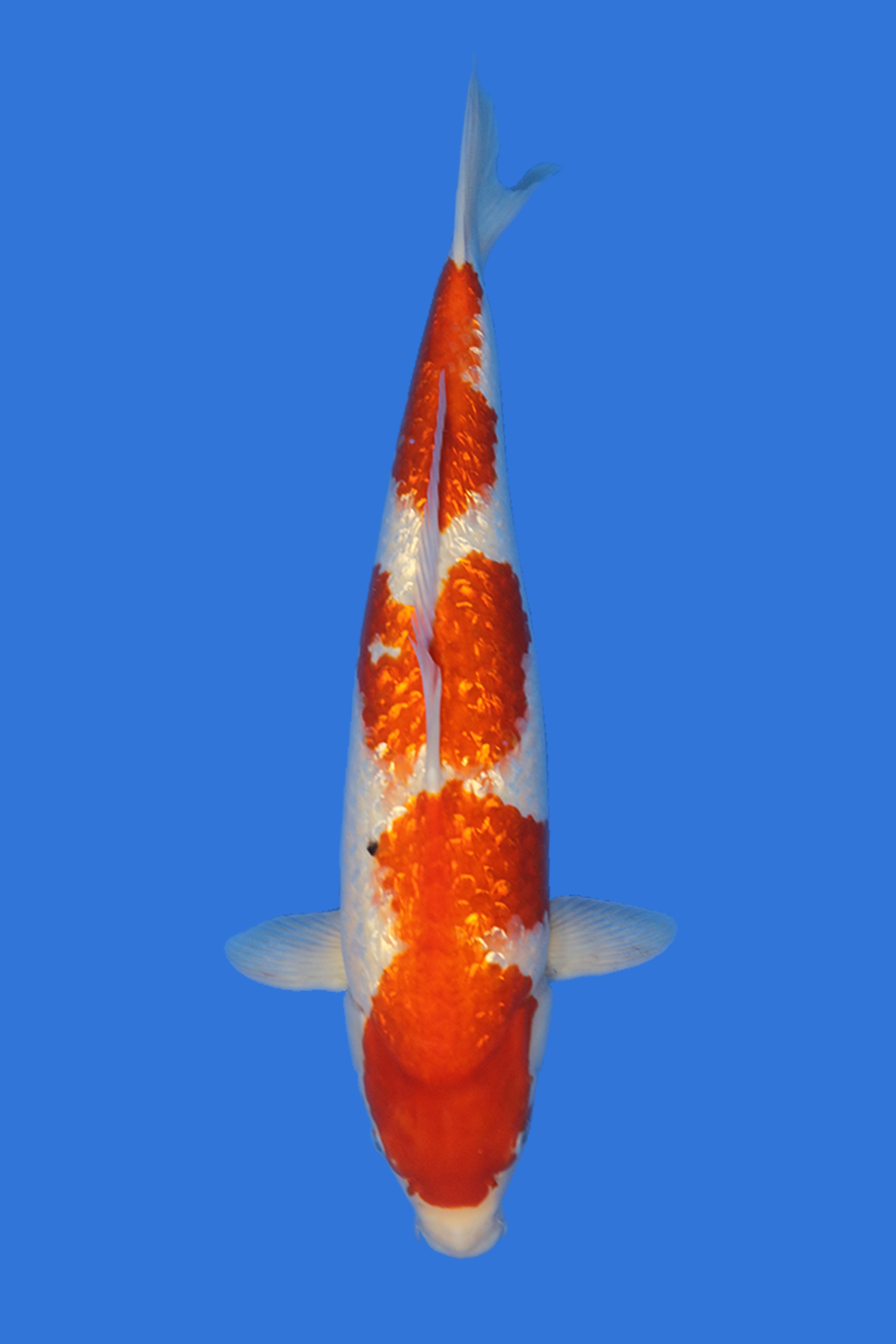 Gin Rin Kohaku - Grand Koi, LLC