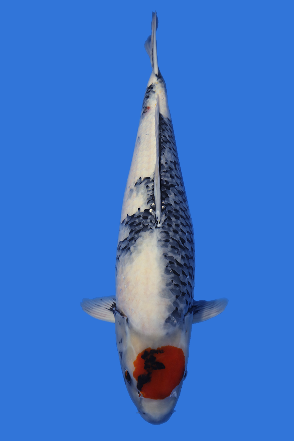 Tancho Showa - Grand Koi, LLC