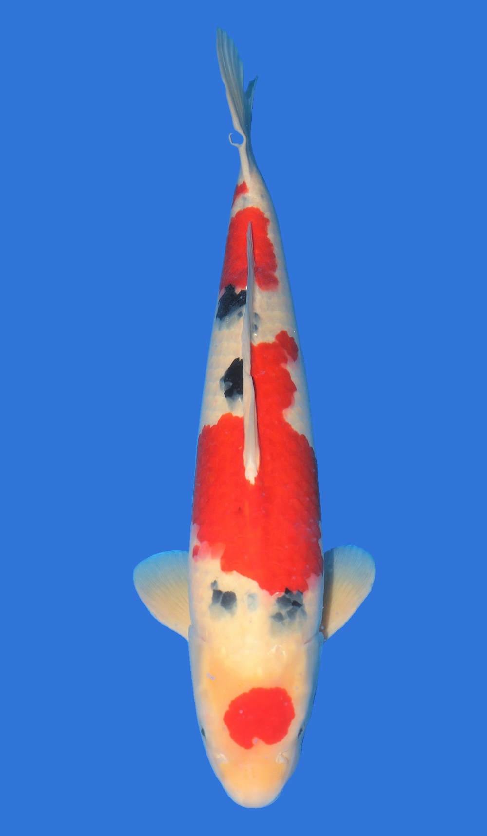 Maruten Sanke - Grand Koi, LLC