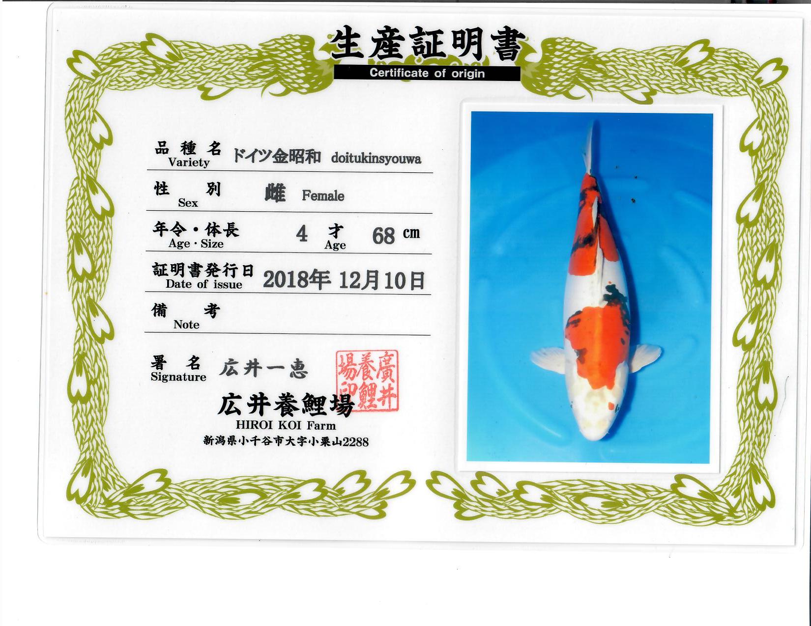 Doitsu Kin Showa High Quality - Grand Koi, LLC