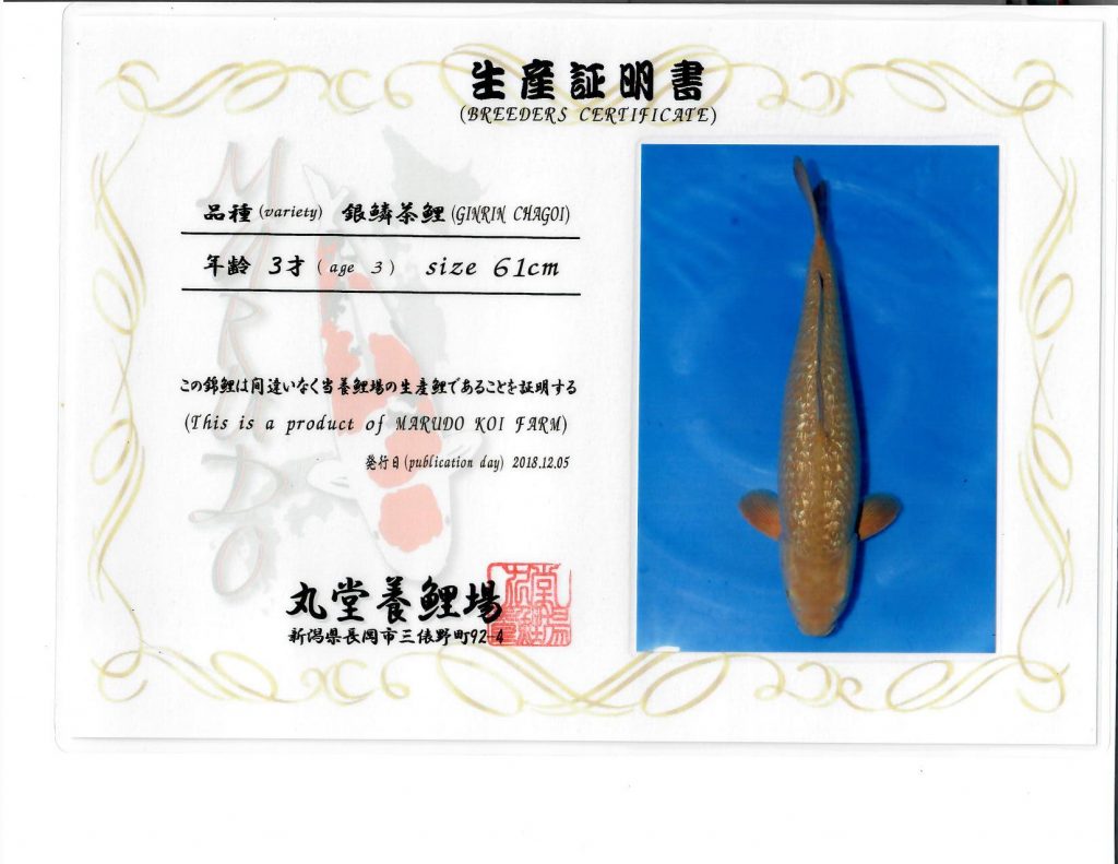 Gin Rin Chagoi - Grand Koi, LLC