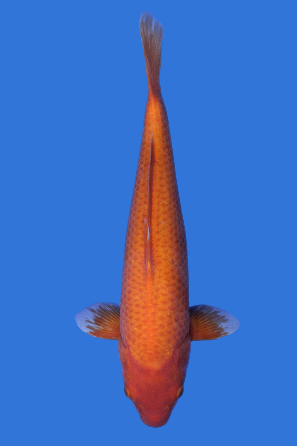 Benigoi - Grand Koi, LLC