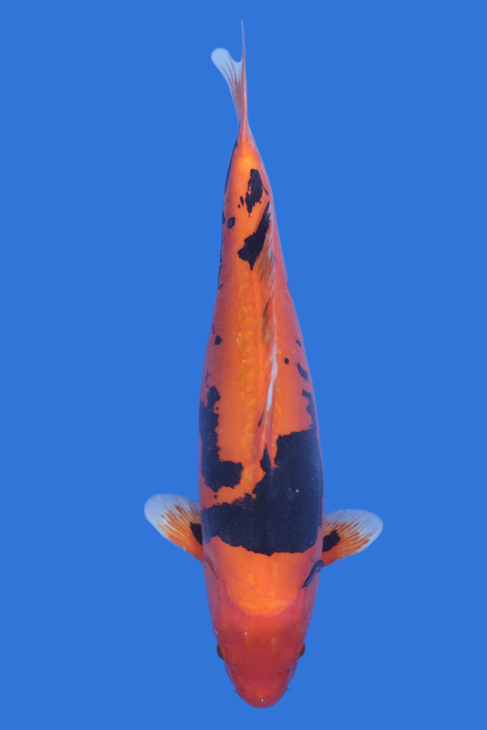 Beni Kumonryu - Grand Koi, LLC