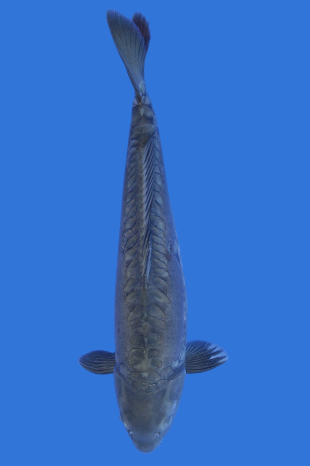 Doitsu Black Chagoi- SOLD - Grand Koi, LLC