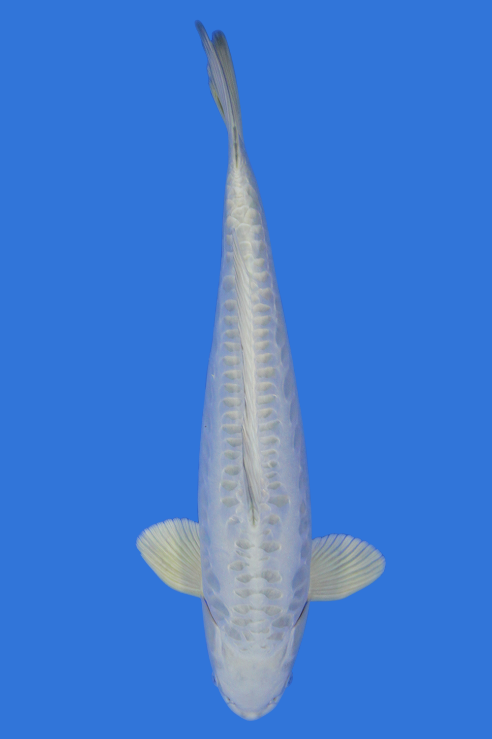 Doitsu Platinum - Grand Koi, LLC