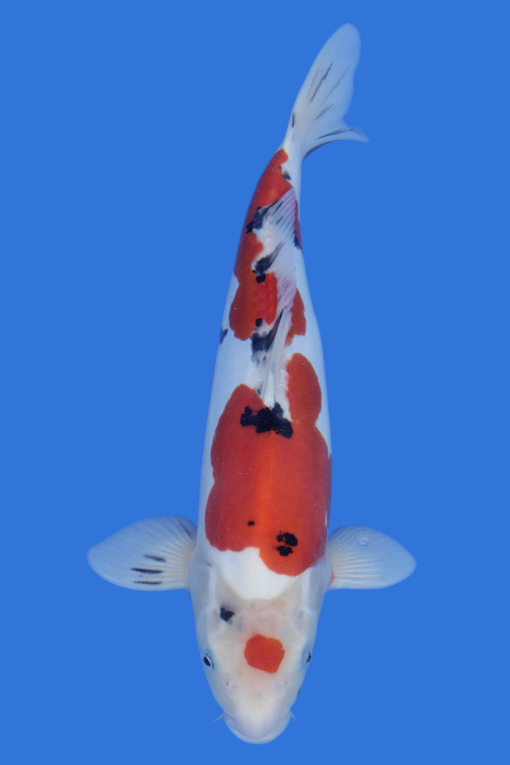 Doitsu Sanke - Grand Koi, LLC