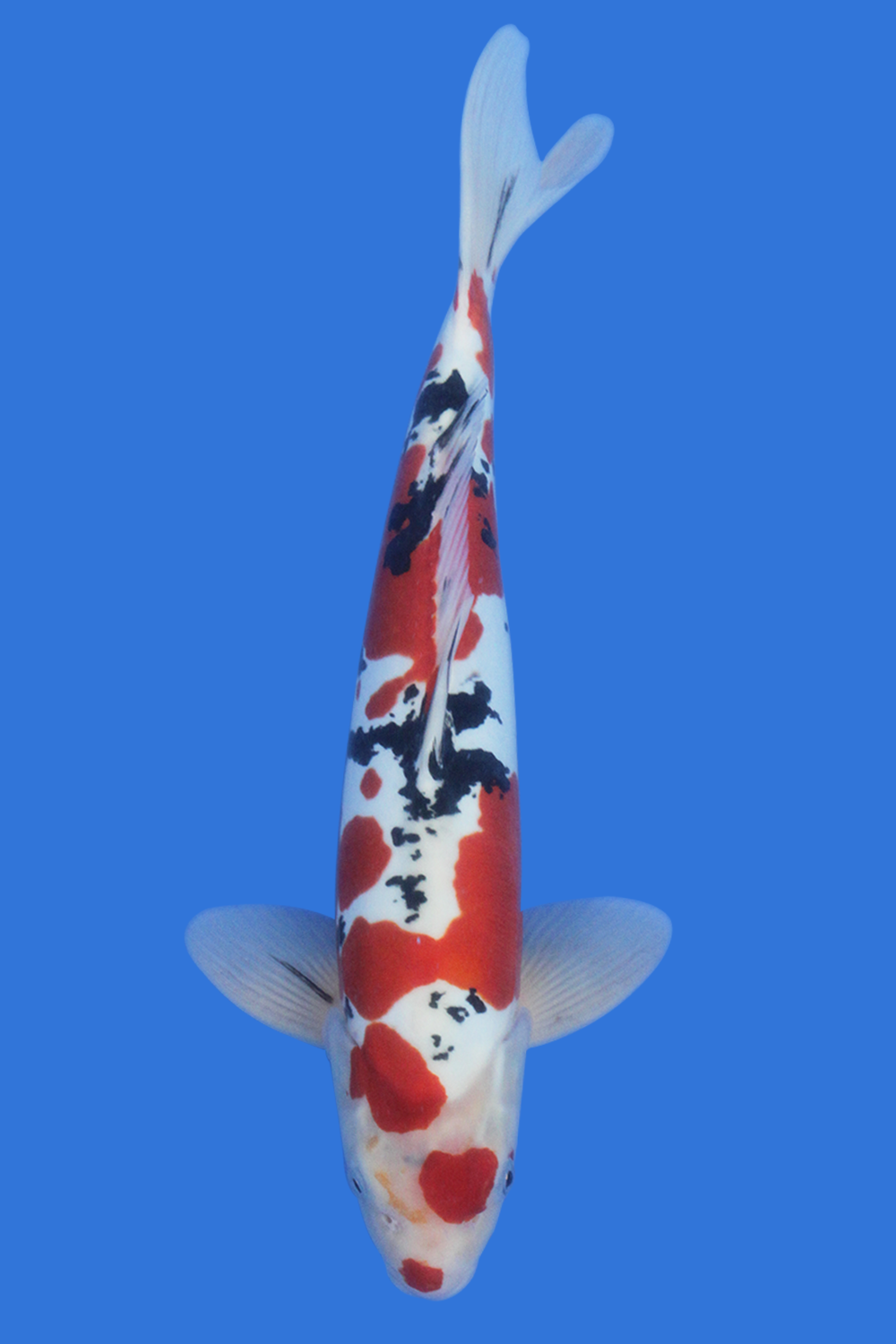 Doitsu Sanke - Grand Koi, LLC