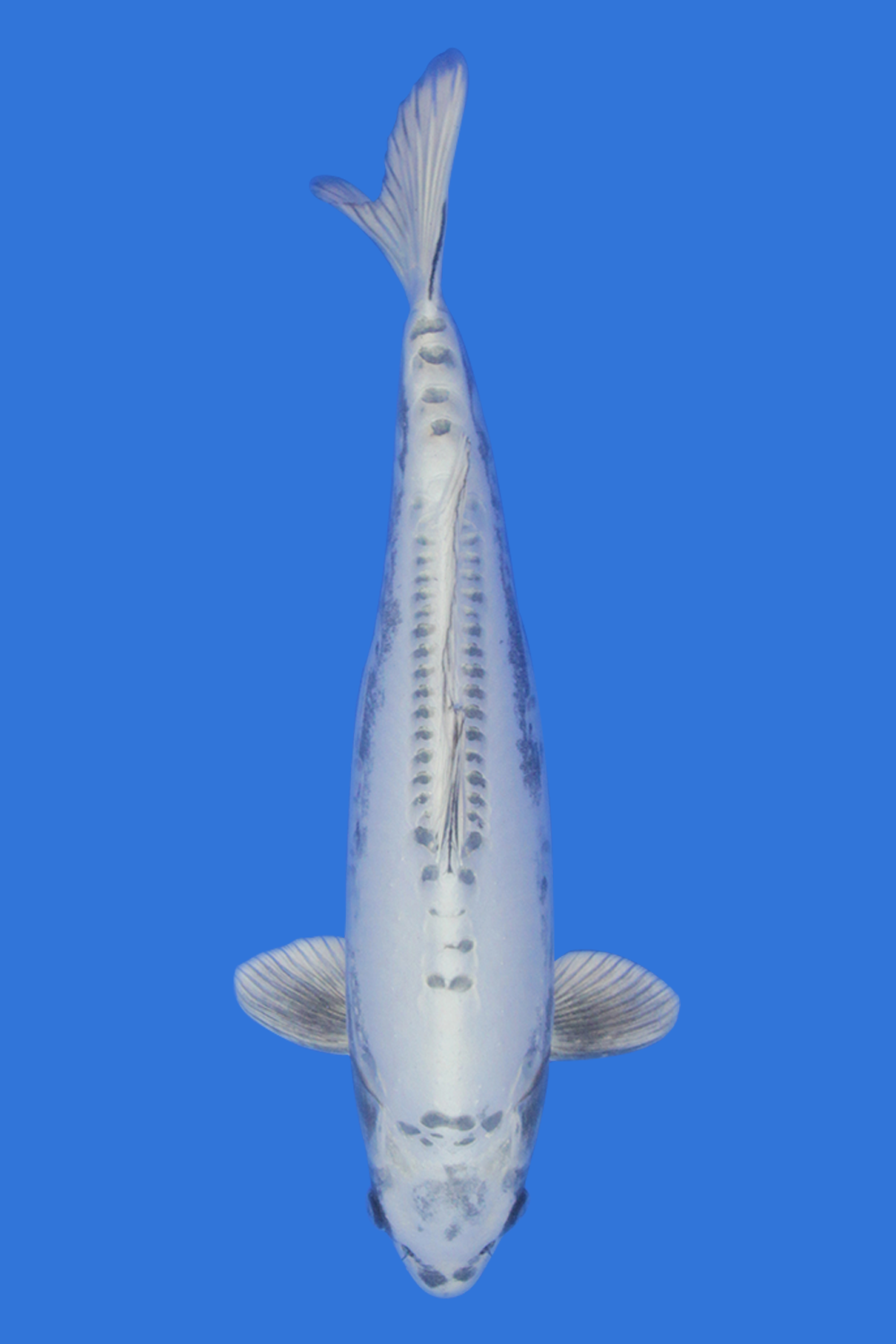 Doitsu Shiro- SOLD - Grand Koi, LLC