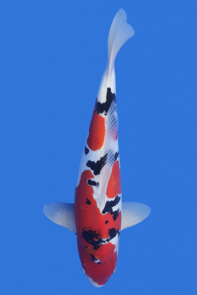 Doitsu Sanke High Quality - Grand Koi, LLC