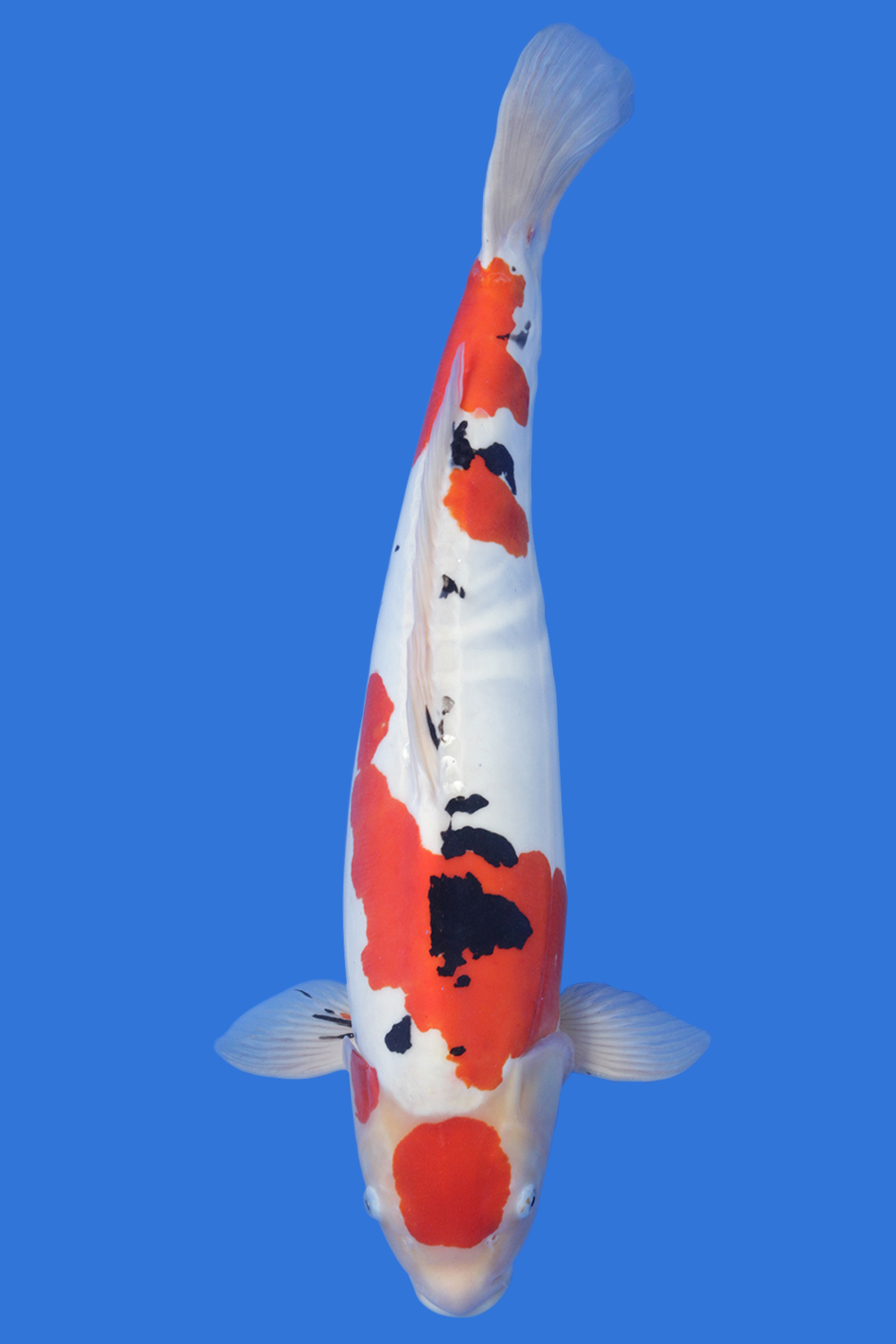 Doitsu Maruten Sanke High Quality - Grand Koi, LLC