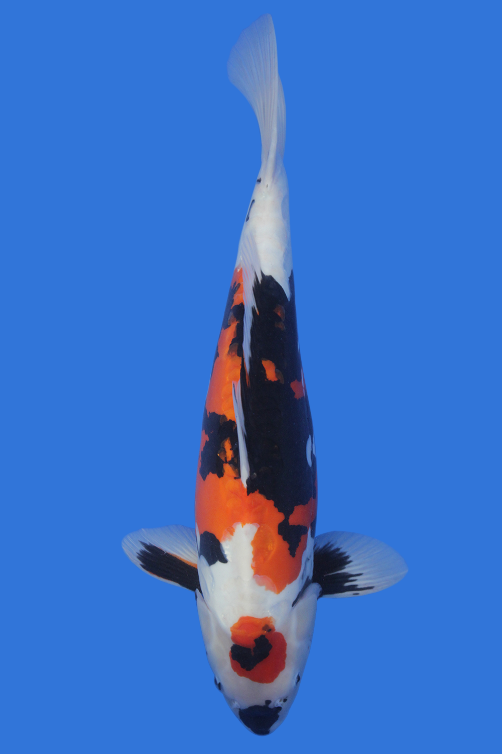 Doitsu Maruten Showa High Quality - Grand Koi, LLC