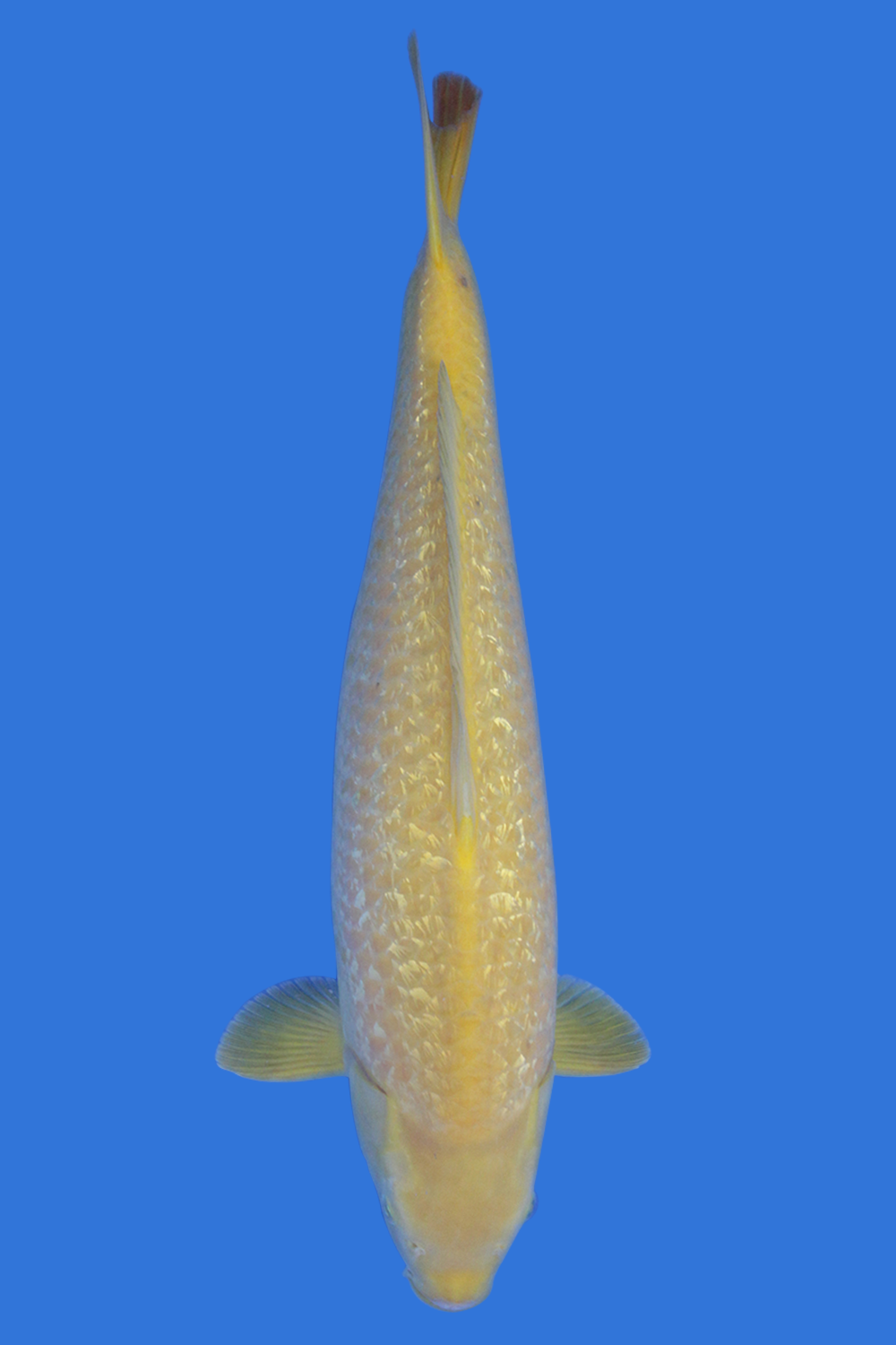 Gin Rin Chagoi | Gin Rin Chagoi Koi Fish for Sale