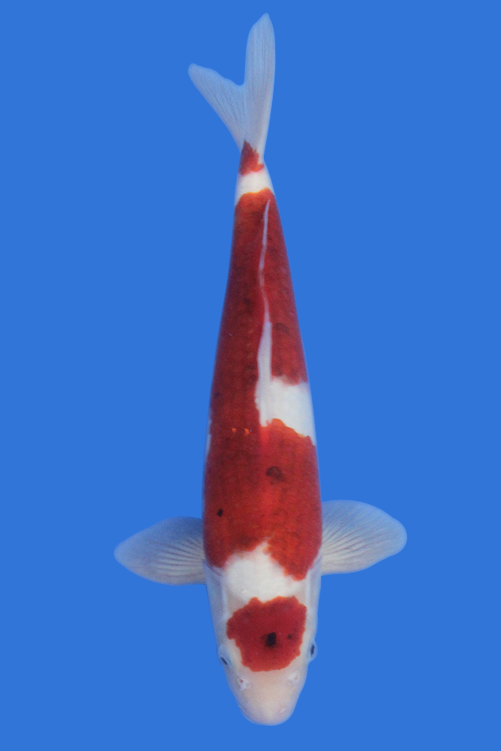 Goromo - Grand Koi, LLC