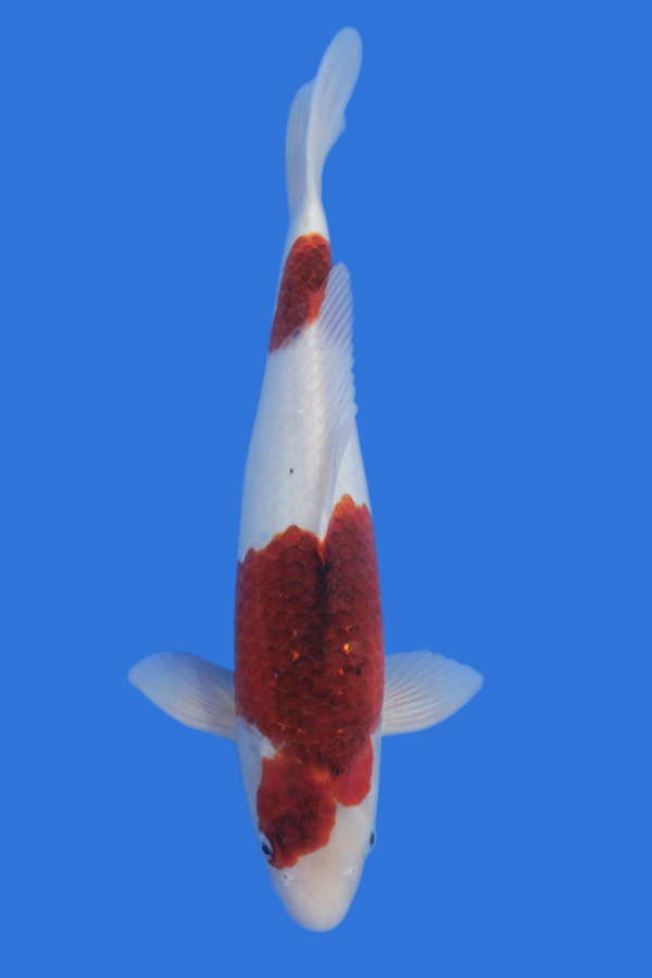 Goromo Archives - Grand Koi, LLC