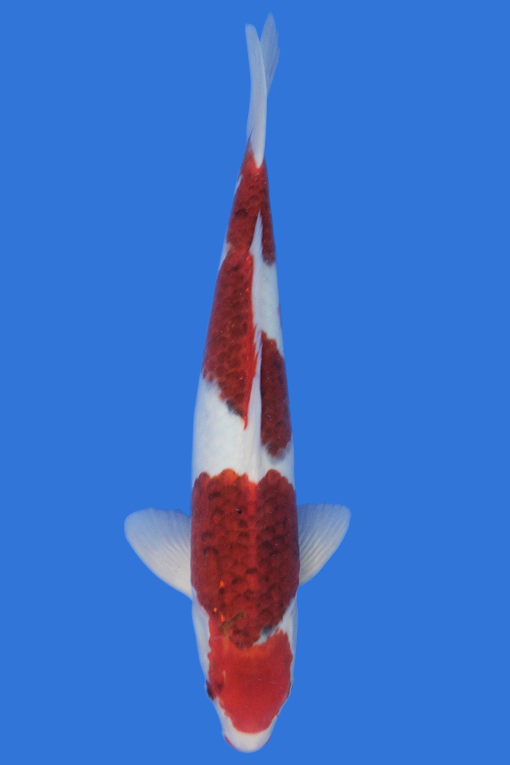 Goromo - Grand Koi, LLC