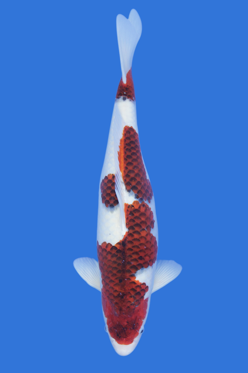 Goromo- SOLD - Grand Koi, LLC