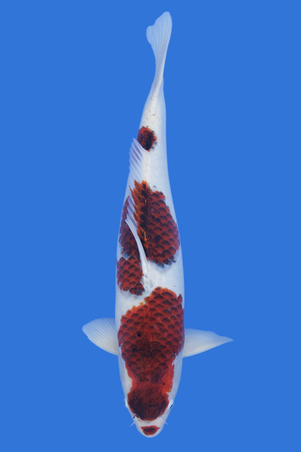 Goromo - Grand Koi, LLC