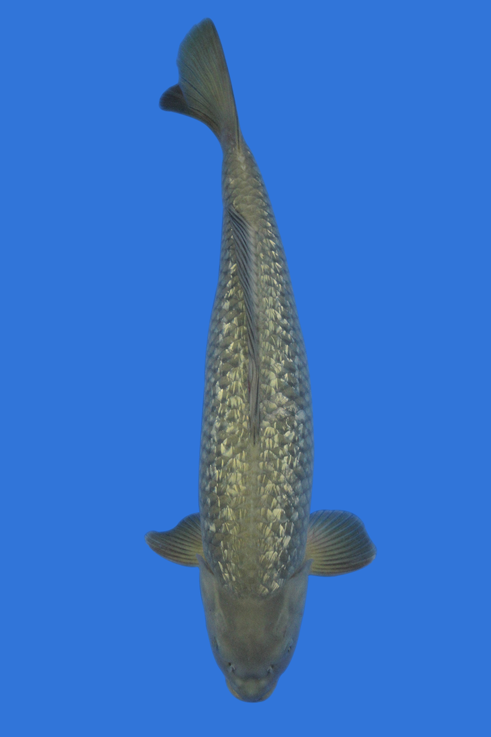 Gin Rin Chagoi - Grand Koi, LLC