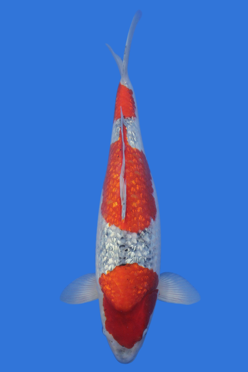 Gin Rin Goshiki- High Quality - Grand Koi, LLC