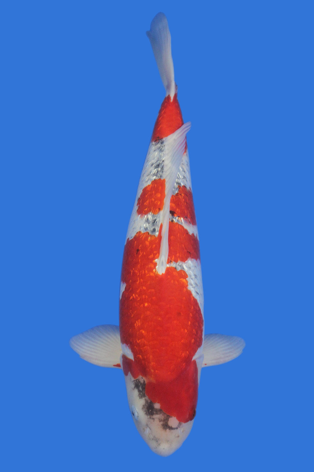 Gin Rin Goshiki High Quality - Grand Koi, LLC