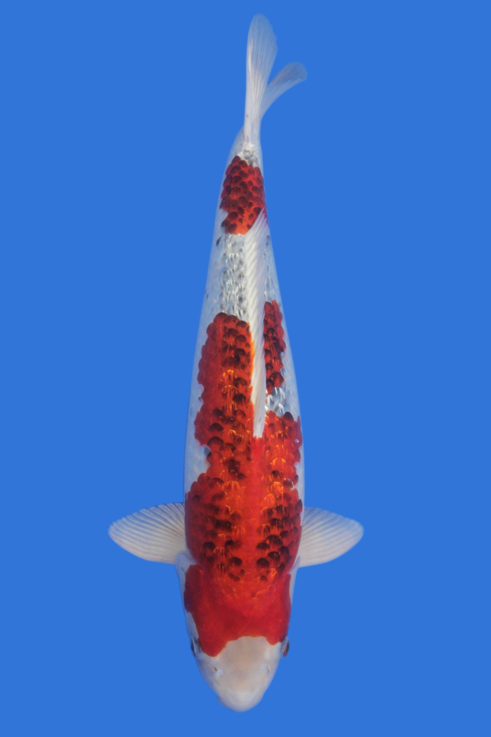 Gin Rin Goshiki High Quality - Grand Koi, LLC