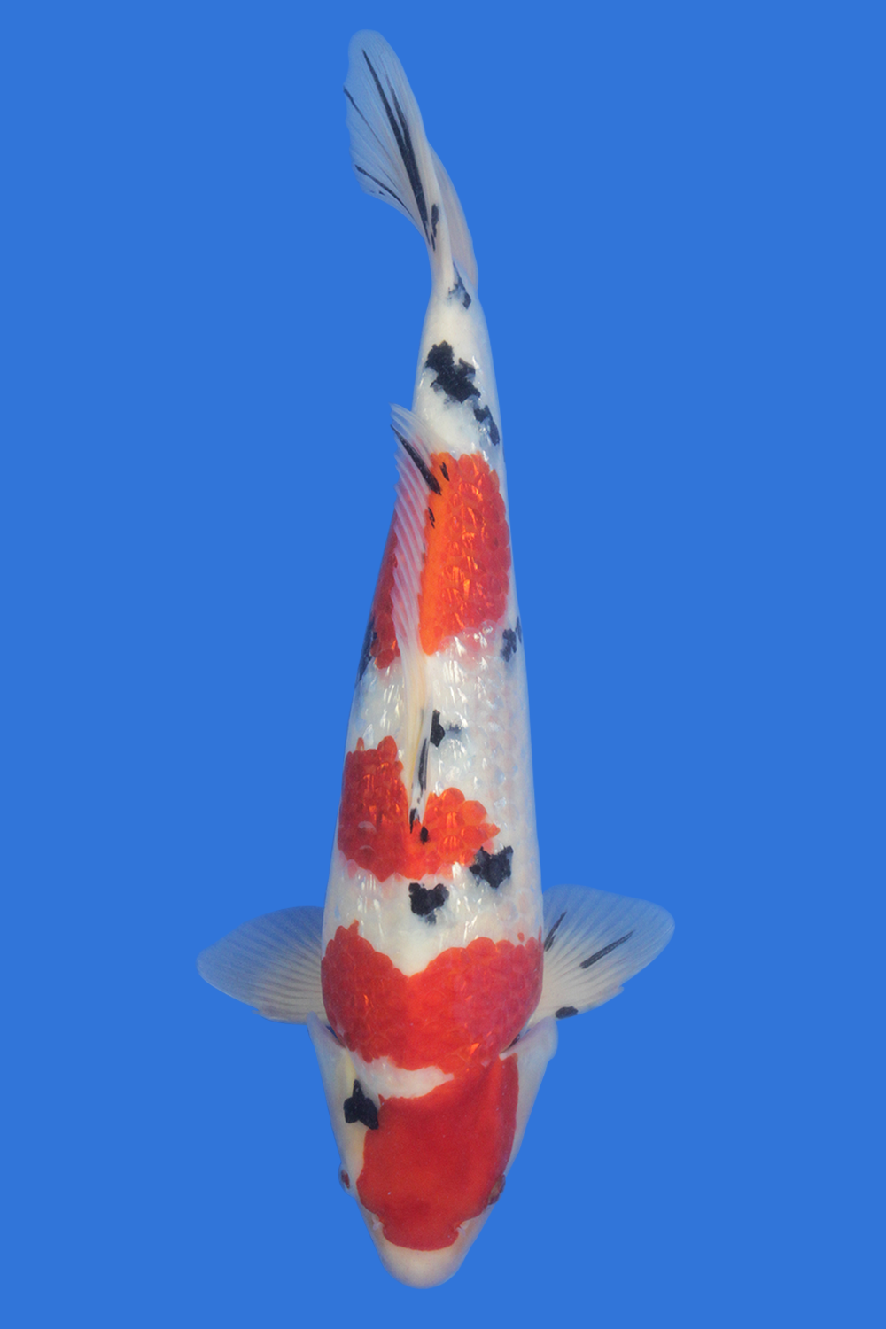 Gin Rin Sanke High Quality - Grand Koi, LLC