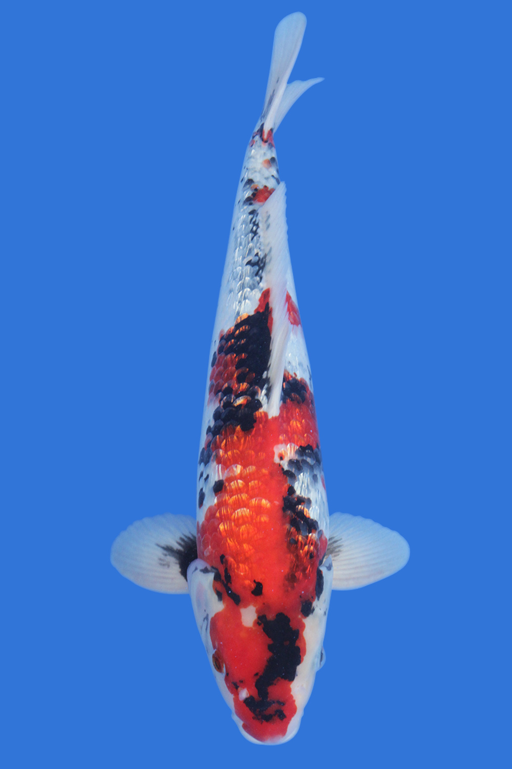 Gin Rin Showa - Grand Koi, LLC