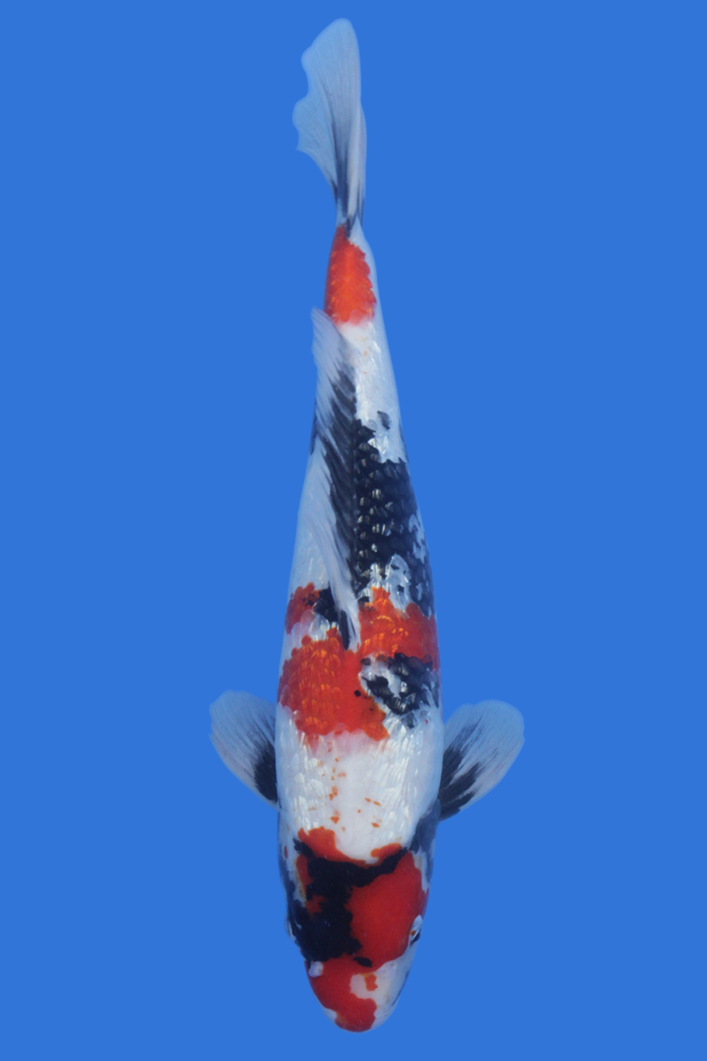 Gin Rin Showa - Grand Koi, LLC