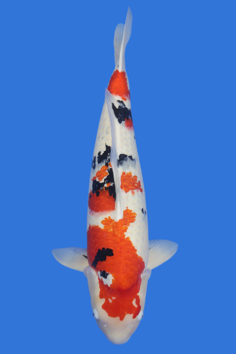 Sanke - Grand Koi, LLC