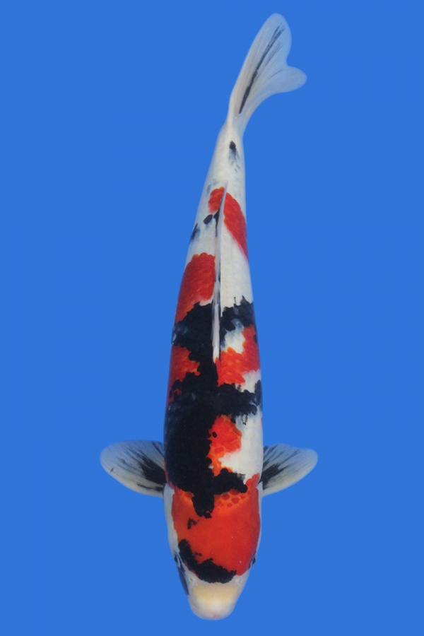 Showa High Quality - Grand Koi, LLC