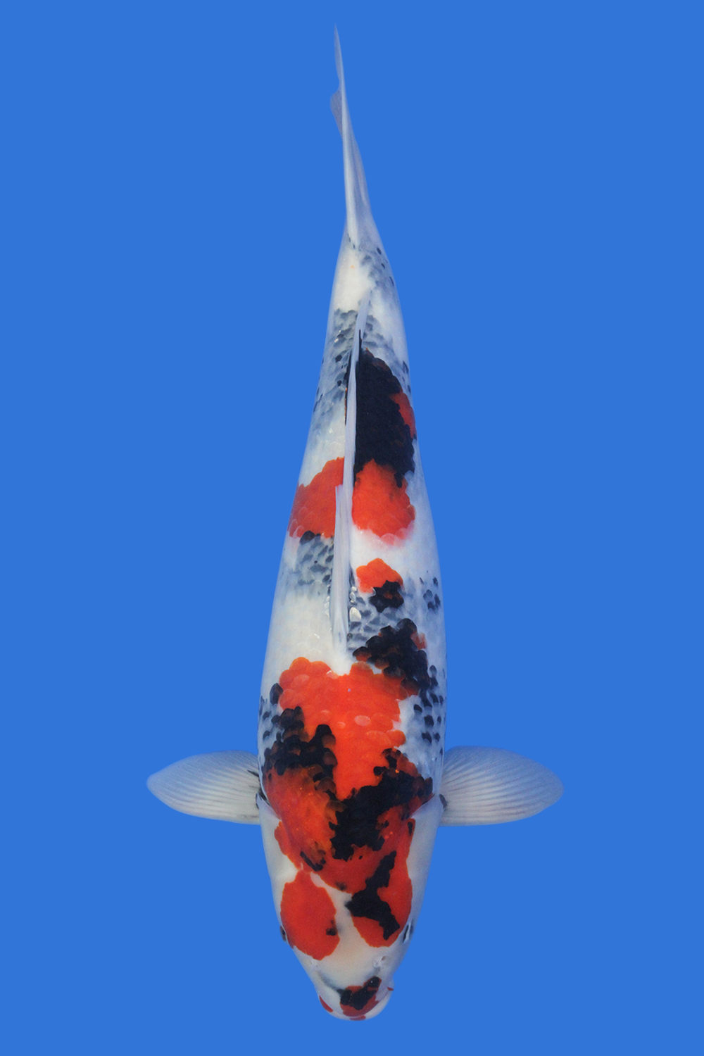 Showa - Grand Koi, LLC