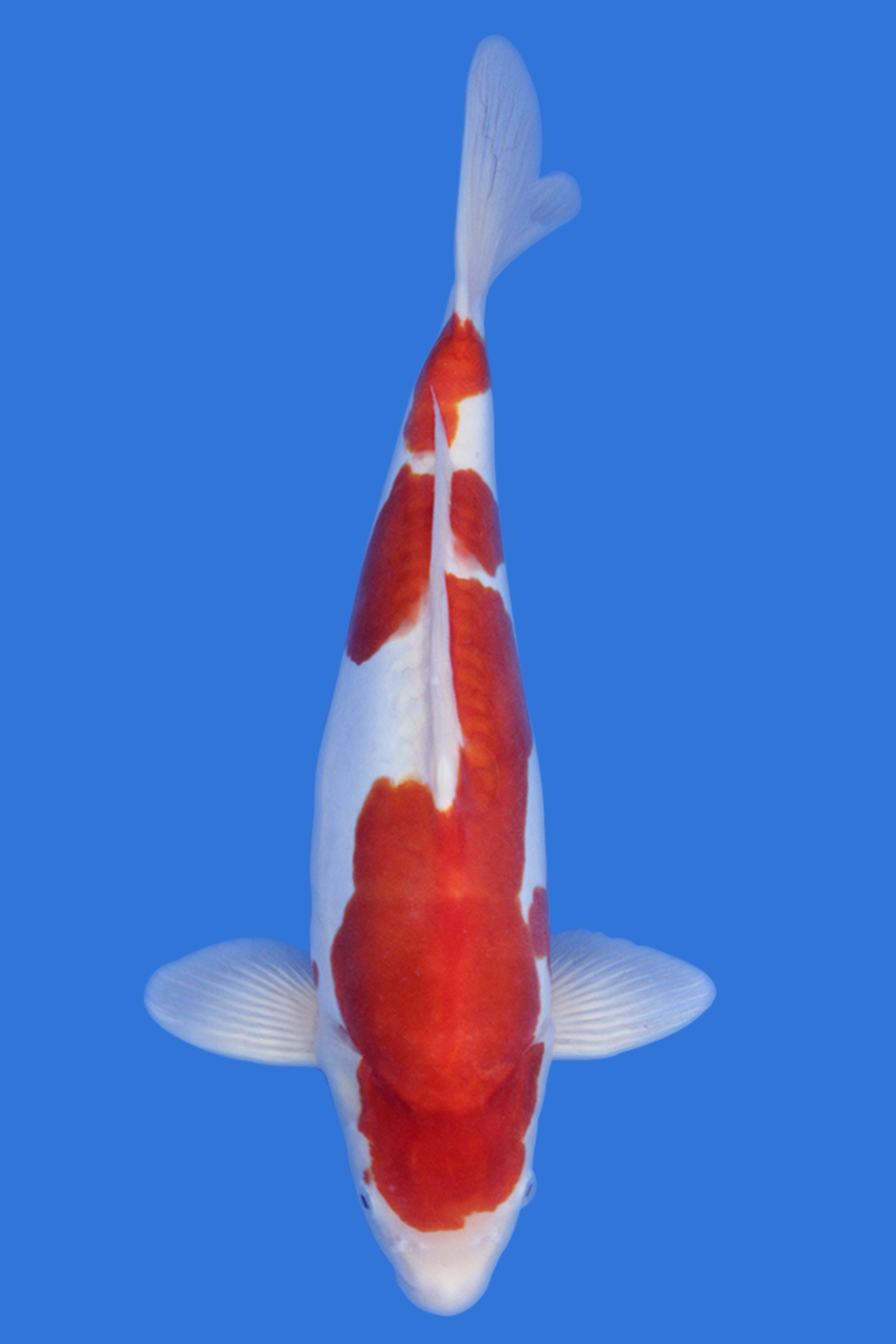 Doitsu Kohaku - Grand Koi, LLC