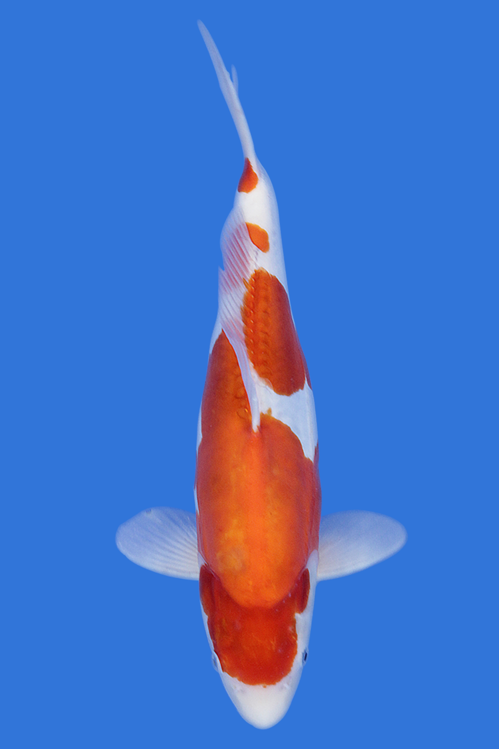 Doitsu Kohaku - Grand Koi, LLC