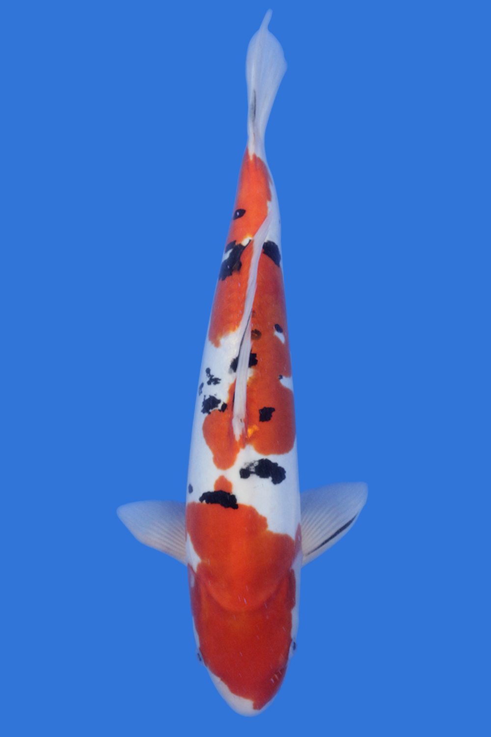 Doitsu Sanke - Grand Koi, LLC