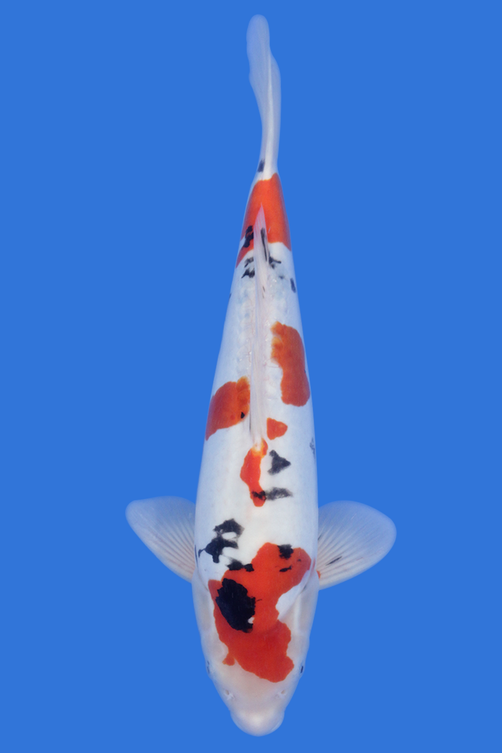 Doitsu Sanke - Grand Koi, LLC