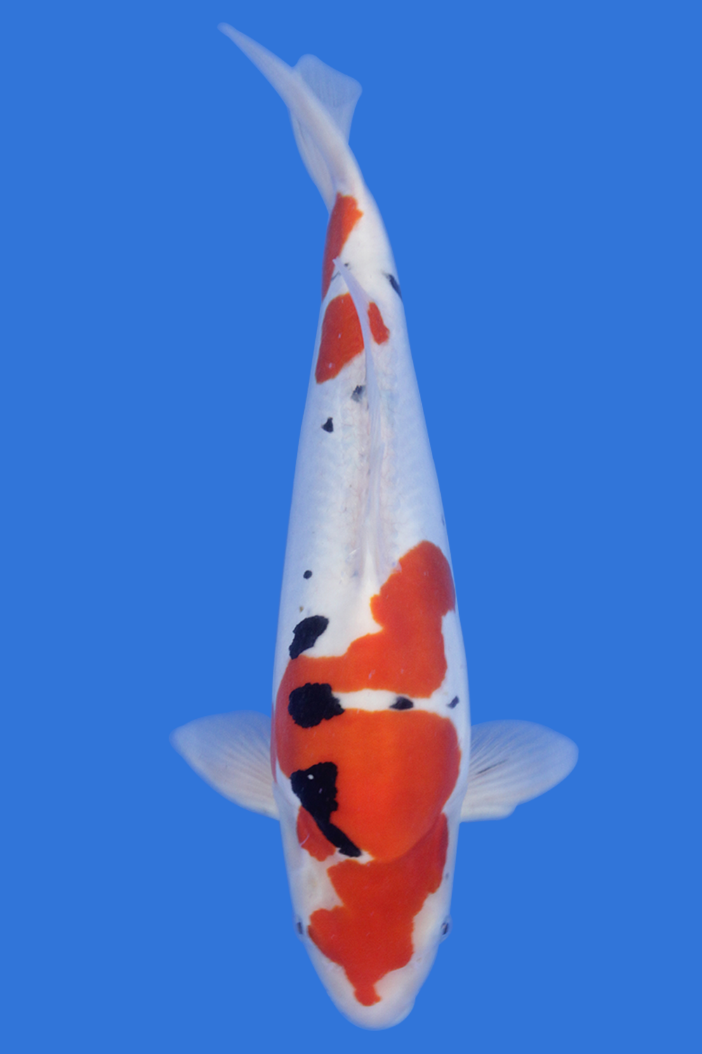 Doitsu Sanke - Grand Koi, LLC