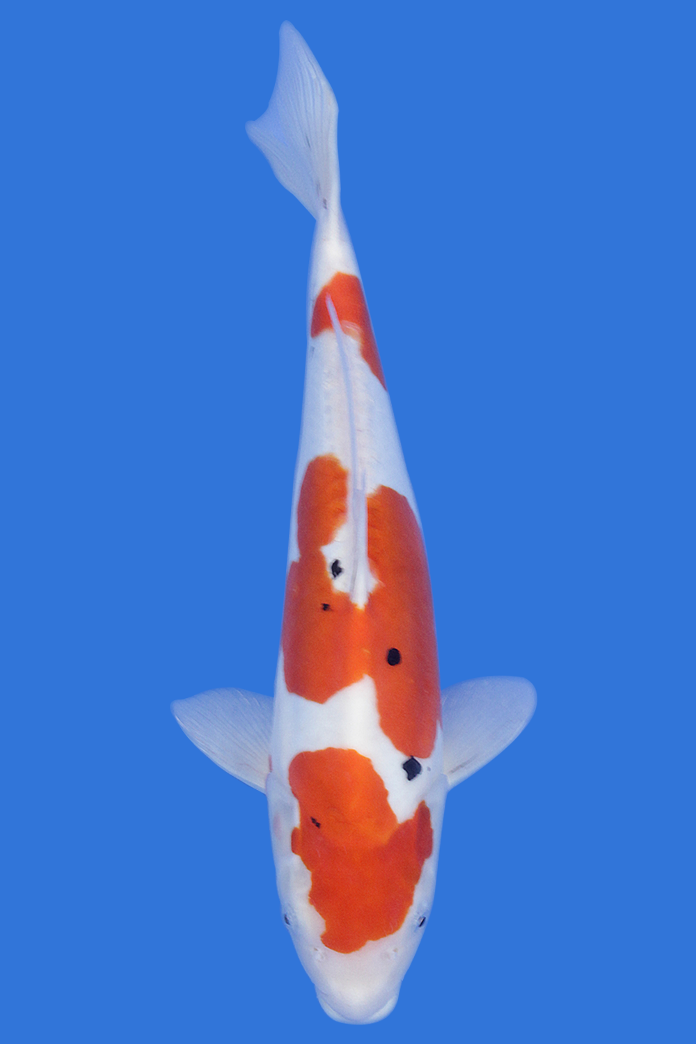 Doitsu Sanke - Grand Koi, LLC