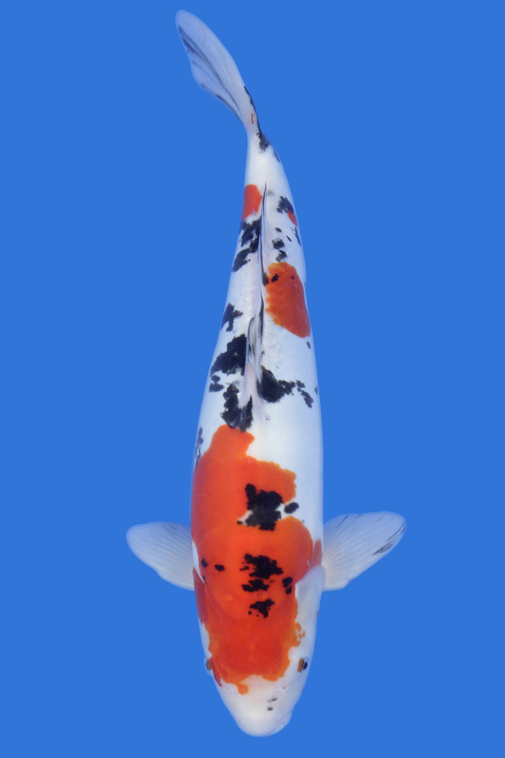 Doitsu Sanke - Grand Koi, LLC