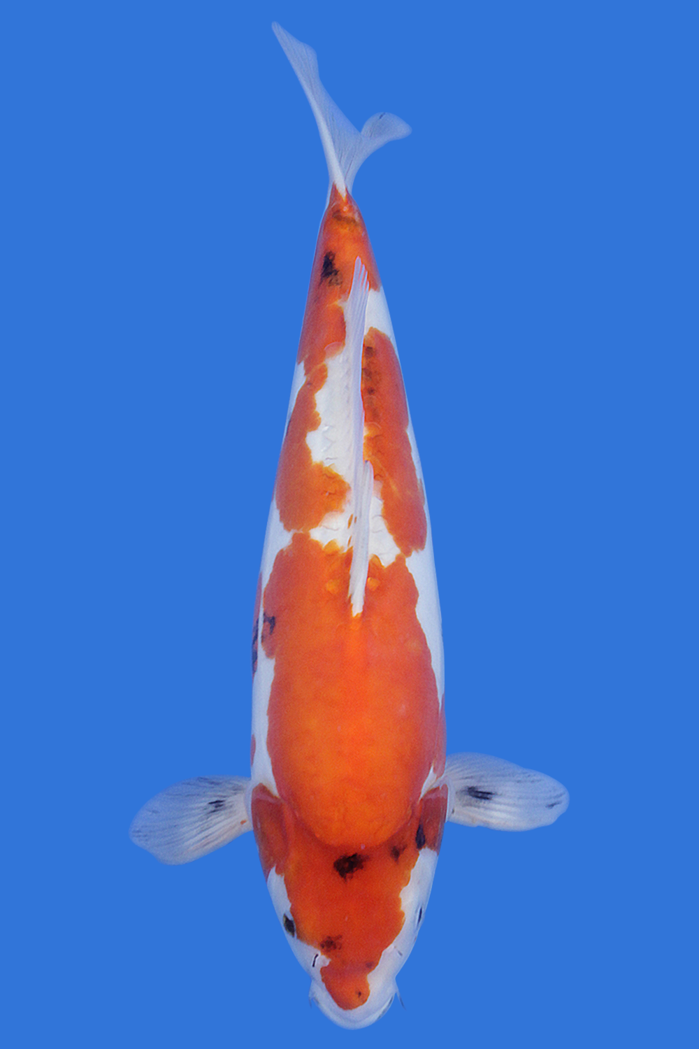 Doitsu Sanke - Grand Koi, LLC