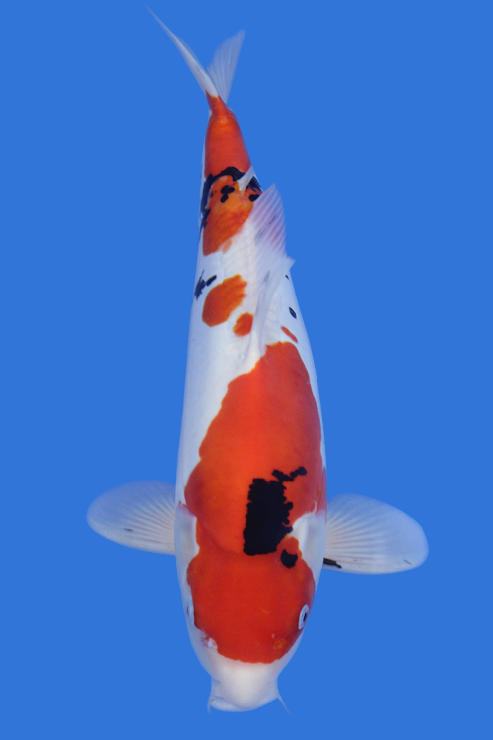 Doitsu Sanke - Grand Koi, LLC
