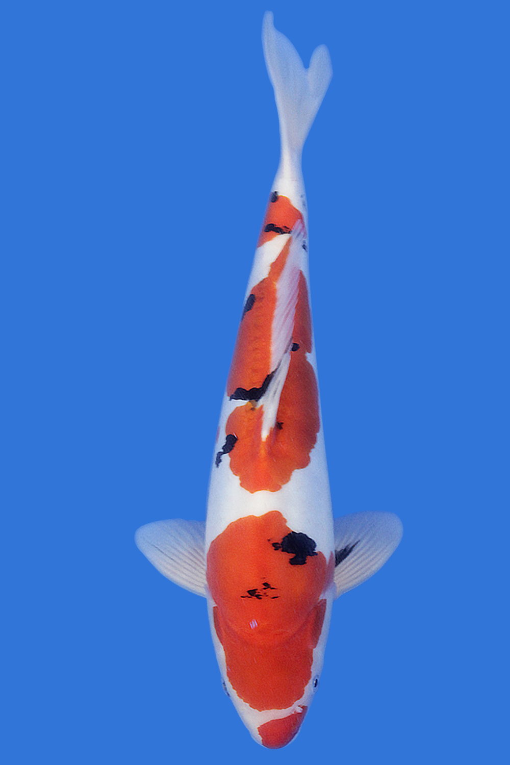 Doitsu Sanke - Grand Koi, LLC