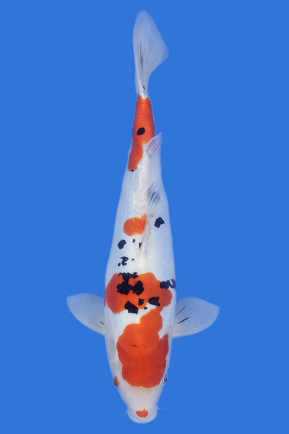 Doitsu Sanke - Grand Koi, LLC