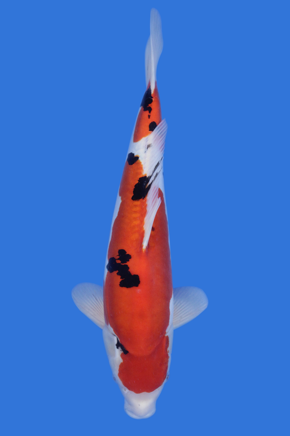 Doitsu Sanke- SOLD - Grand Koi, LLC