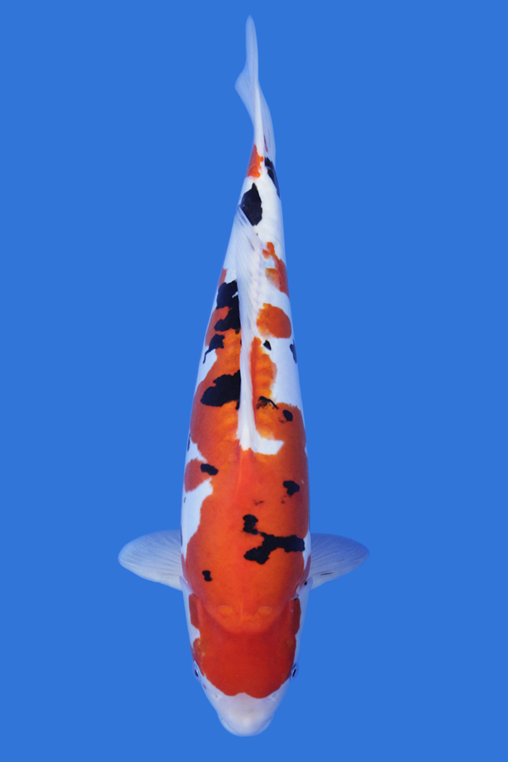 Doitsu Sanke - Grand Koi, LLC