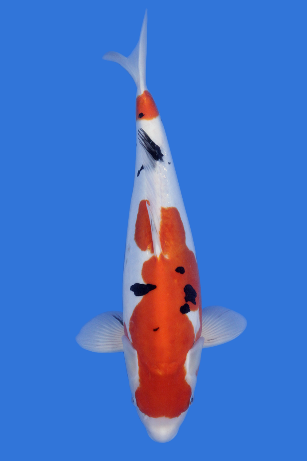 Doitsu Sanke - Grand Koi, LLC