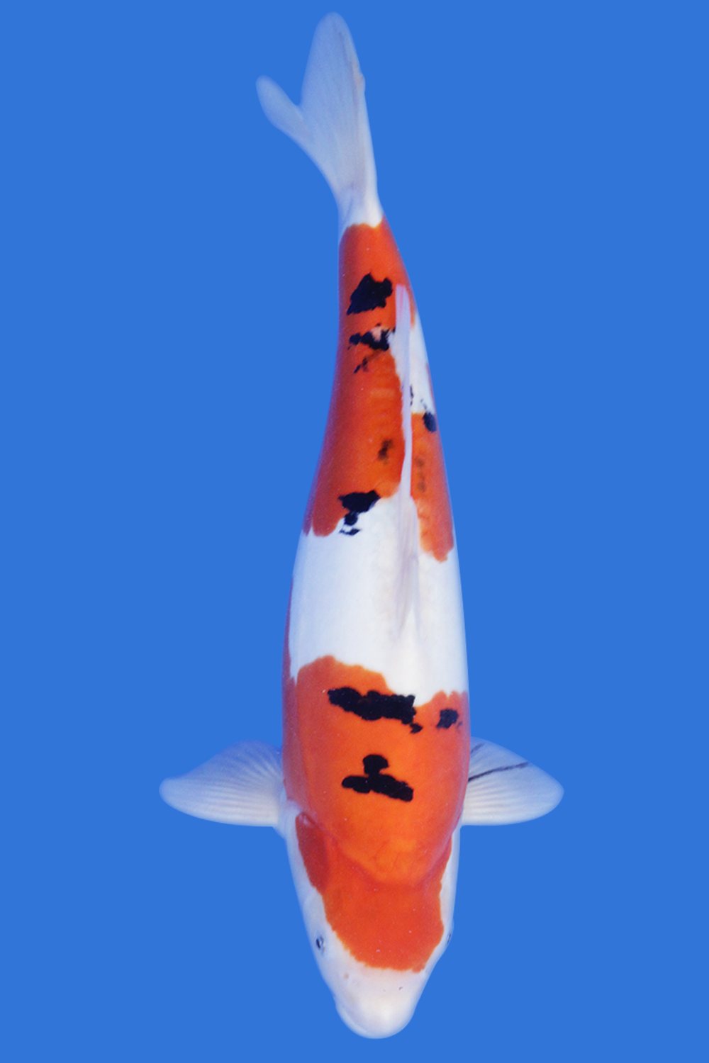 Doitsu Sanke - Grand Koi, LLC