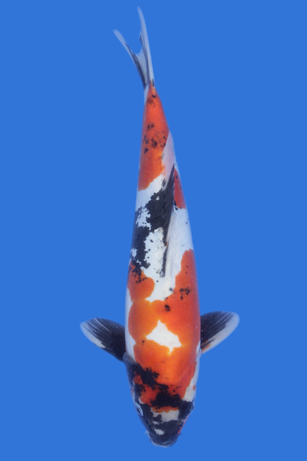 Doitsu Showa - Grand Koi, LLC